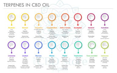 Terpenes Definition